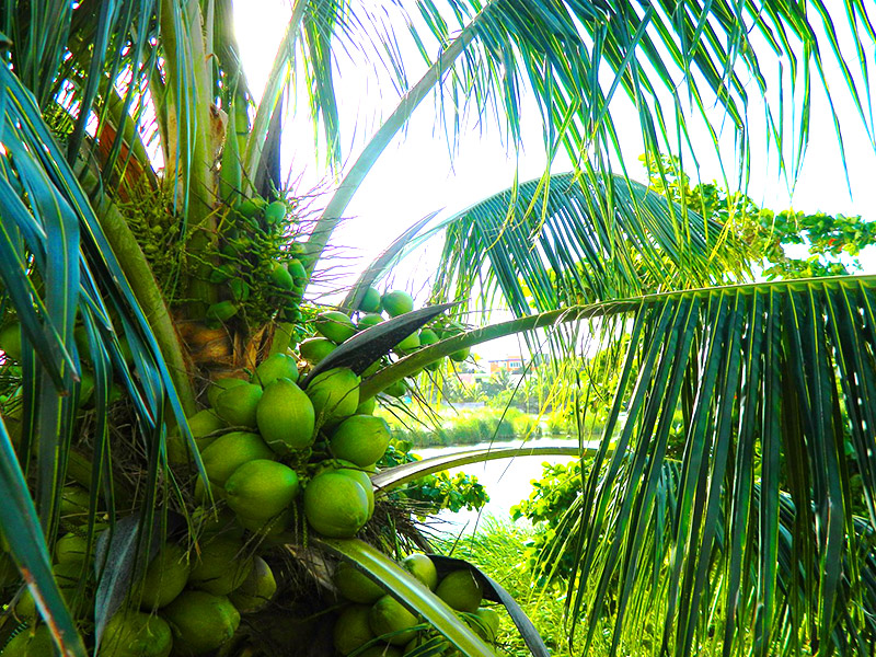 coco-tree-from-bedroom-isla-rental-house | Casa Laguna - Rental House ...